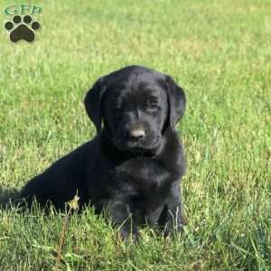Black Labrador Retriever Puppies For Sale - Greenfield Puppies