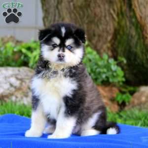 Pomsky Puppies For Sale - Greenfield Puppies