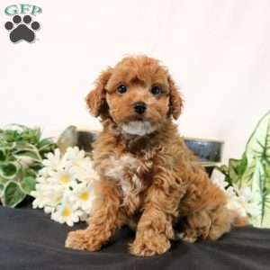 Countryside Puppies Dog Breeder