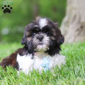 Shih Tzu Puppies For Sale - Greenfield Puppies