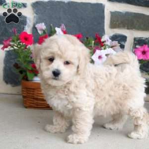 Bich-poo Puppies For Sale - Greenfield Puppies