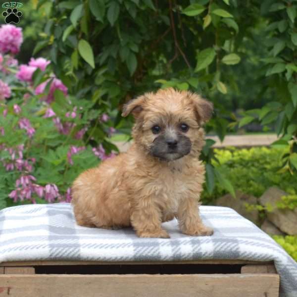 Gypsy - Yorkie-Chon Puppy For Sale in Pennsylvania