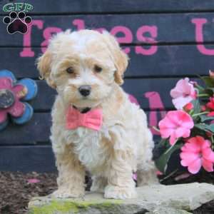 Maltipoo Puppies For Sale - Greenfield Puppies