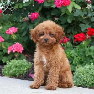 Cavapoo Puppies For Sale - Greenfield Puppies