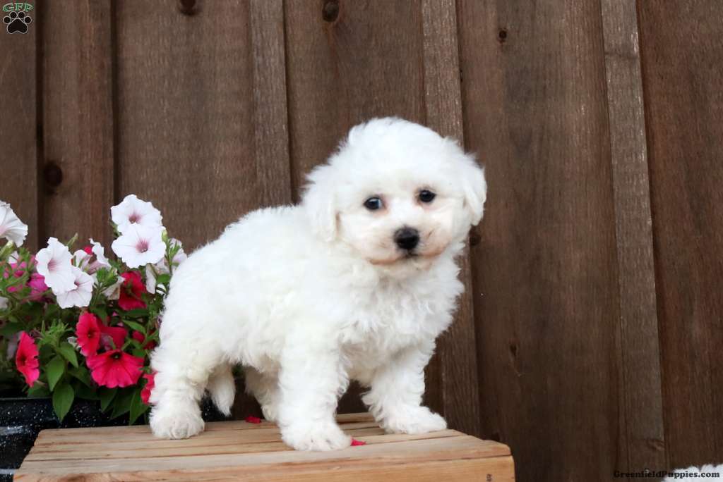 Heather - Bichon Frise Puppy For Sale in Pennsylvania