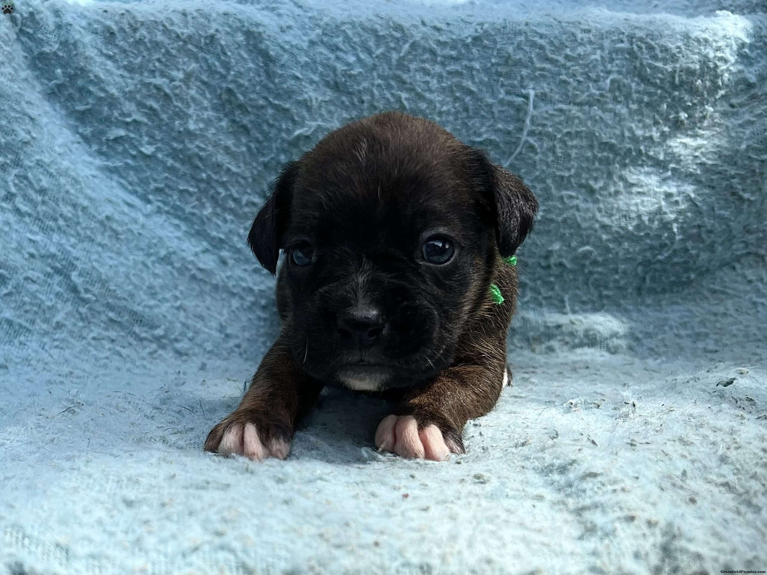 Maria/Green - Boxer Puppy For Sale in Virginia