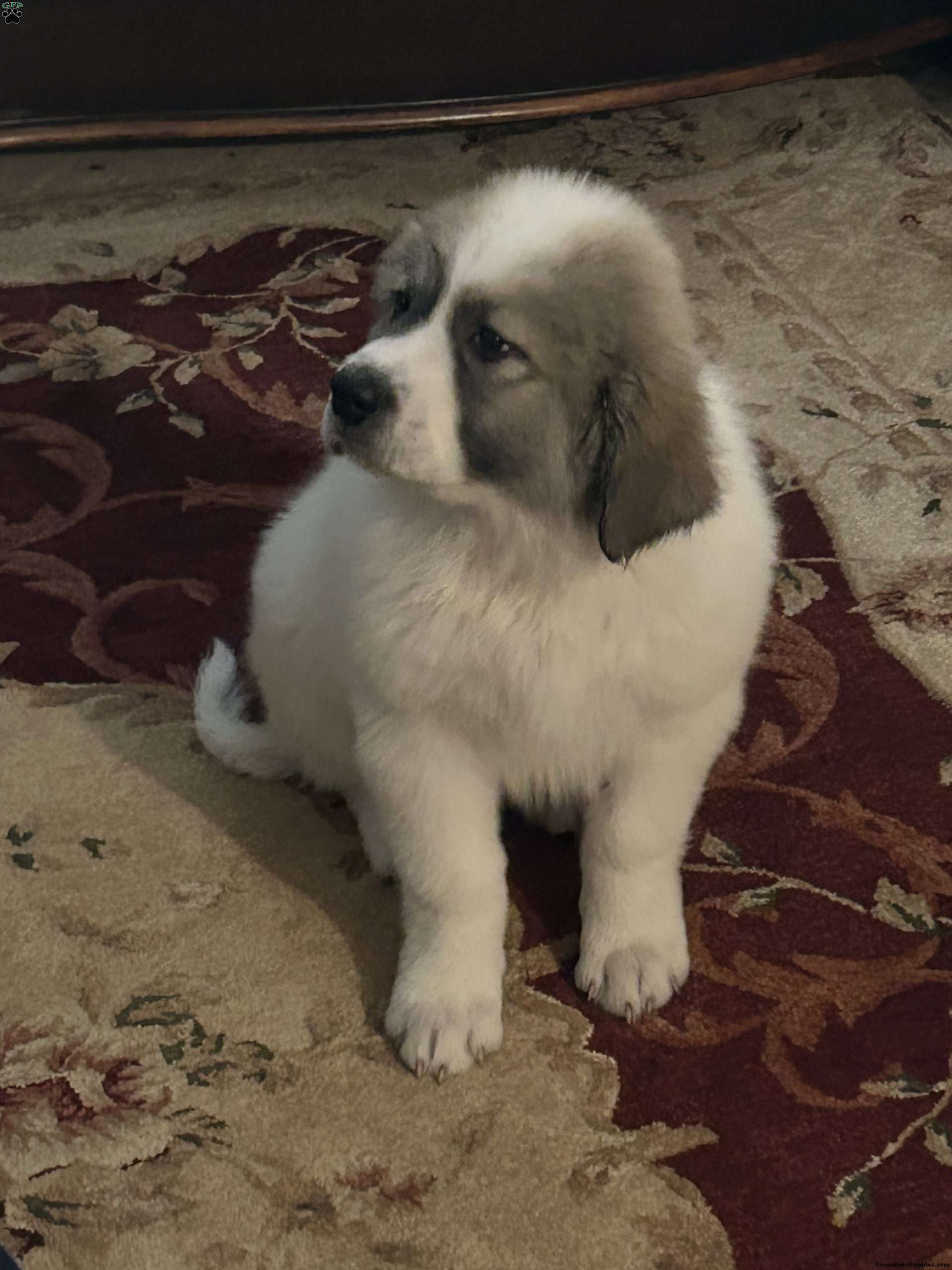 Amelia - Great Pyrenees Puppy For Sale in Maryland