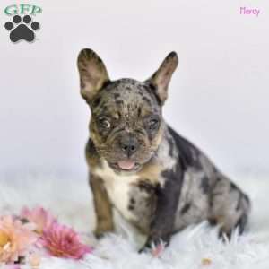 French Bulldog Puppies For Sale - Greenfield Puppies