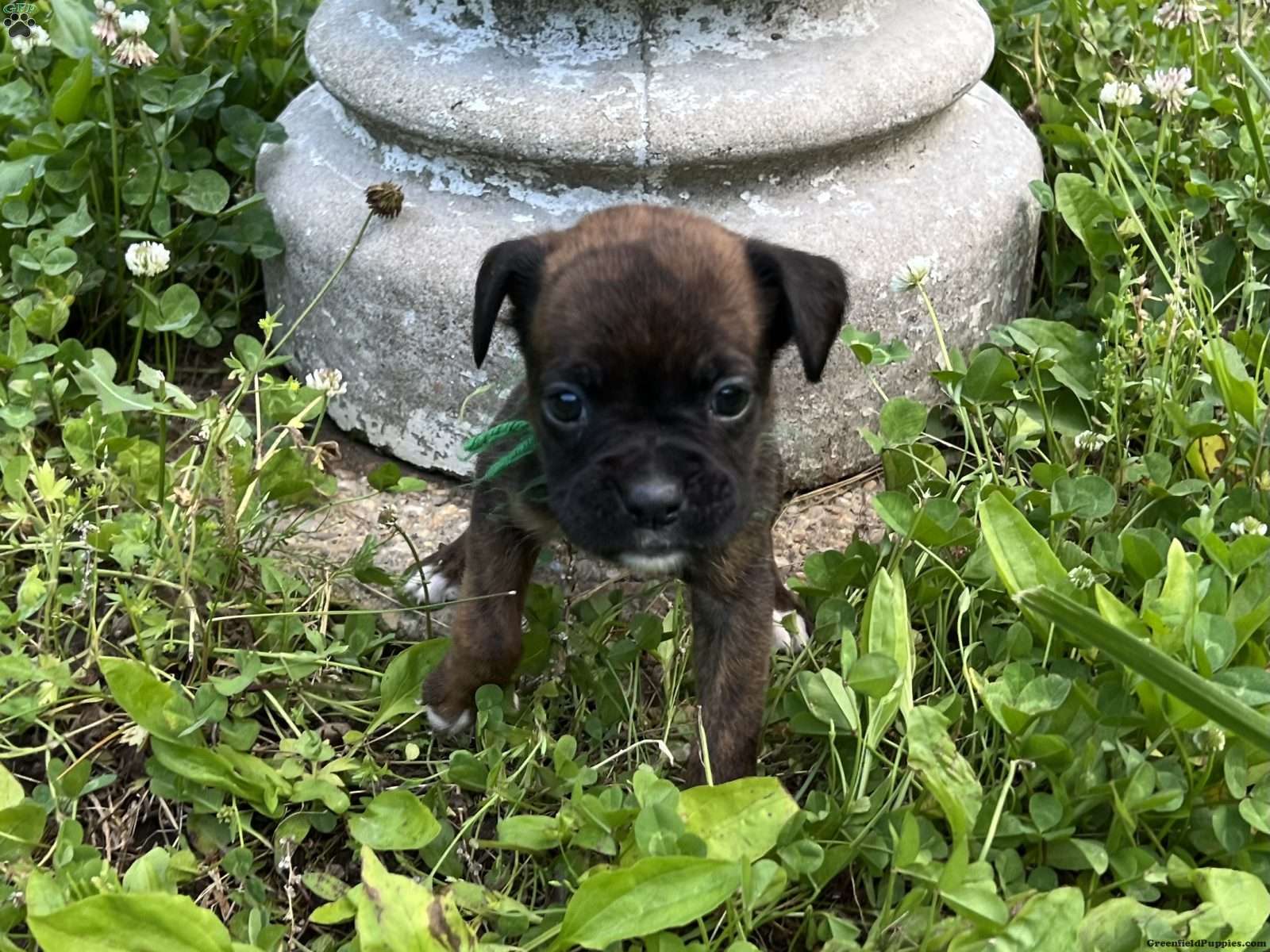 Maria/Green - Boxer Puppy For Sale in Virginia