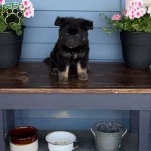 Larry Hare - Greenfield Puppies