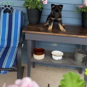 Larry Hare - Greenfield Puppies