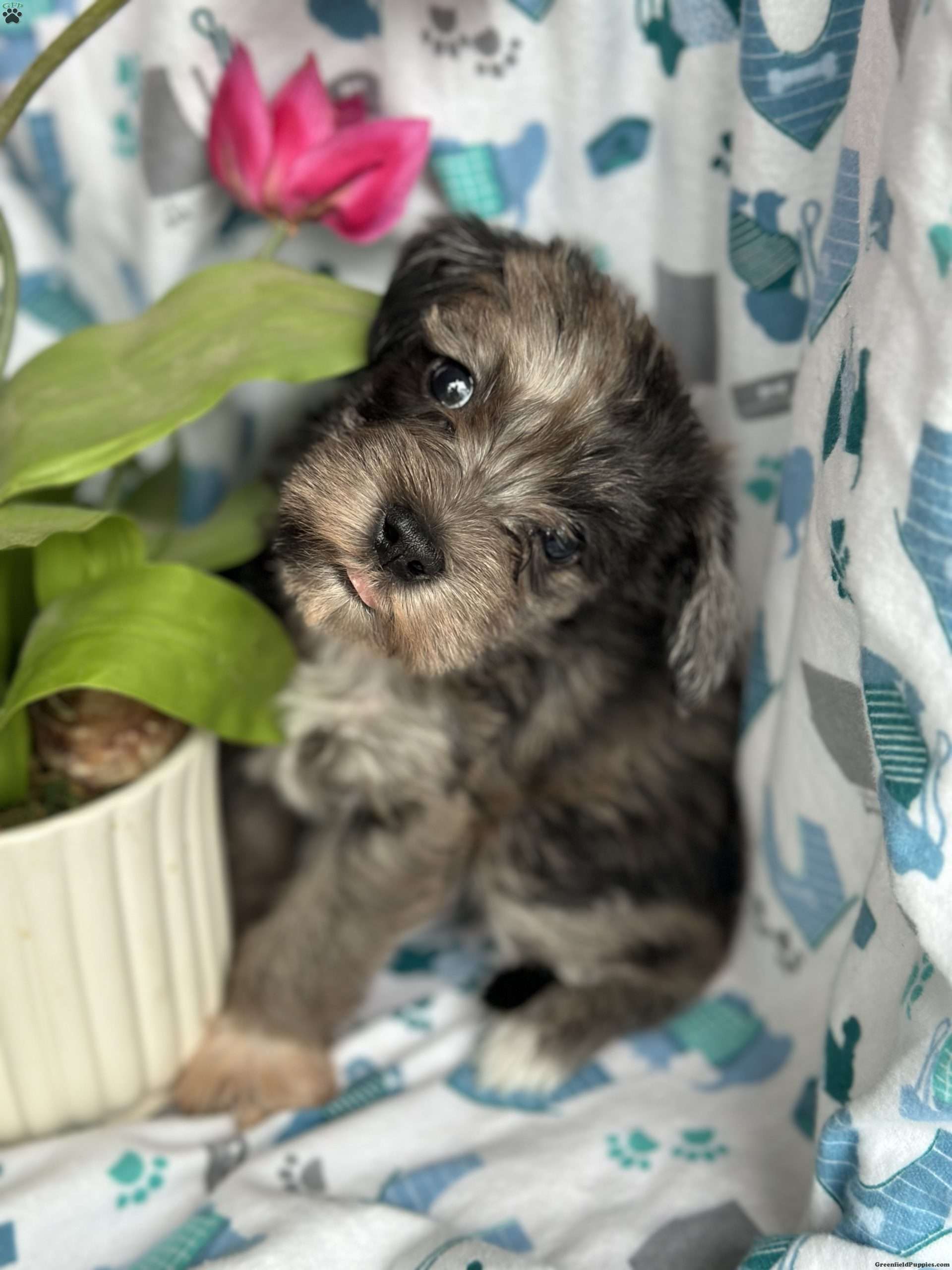 Padme - Mini Schnoodle Puppy For Sale in Pennsylvania