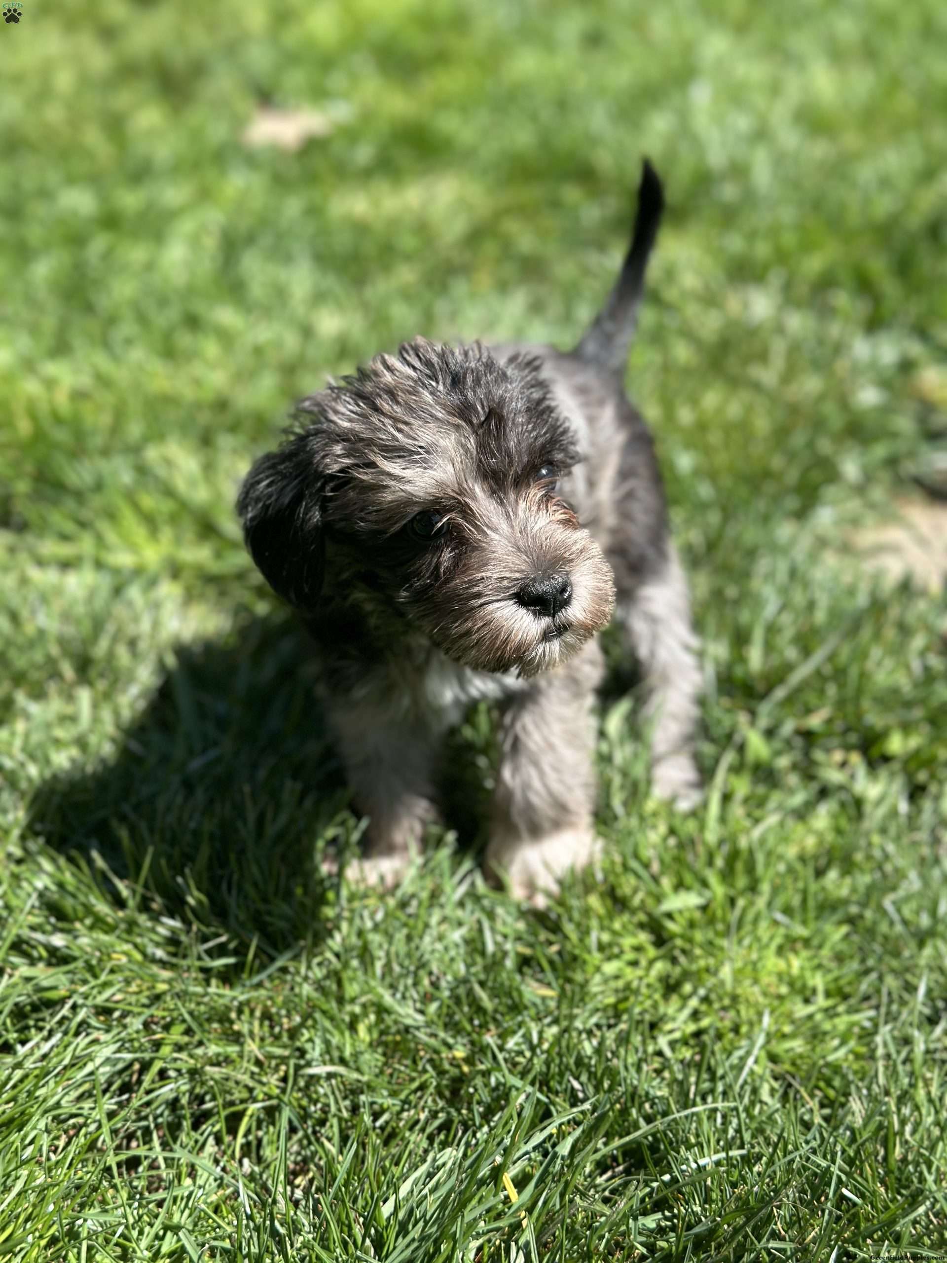 Padme - Mini Schnoodle Puppy For Sale in Pennsylvania