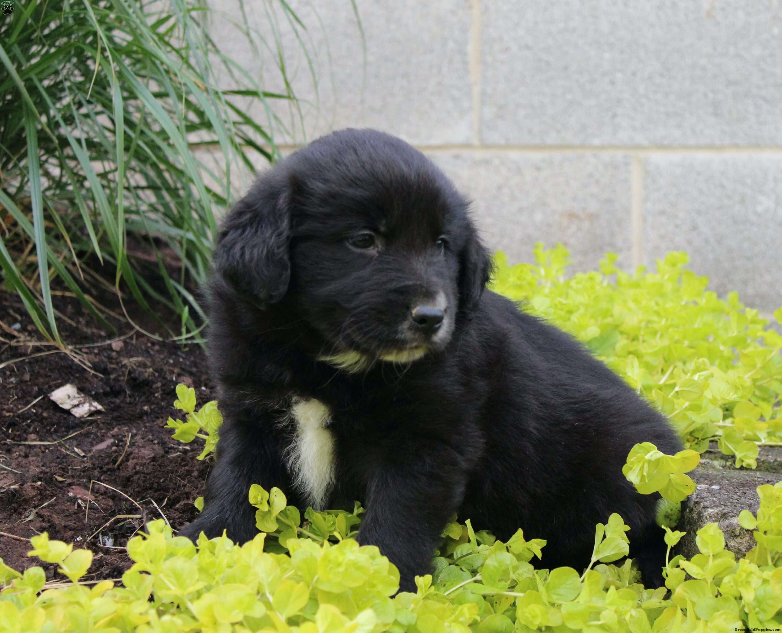 Frisky - Border Collie Mix Puppy For Sale in Pennsylvania