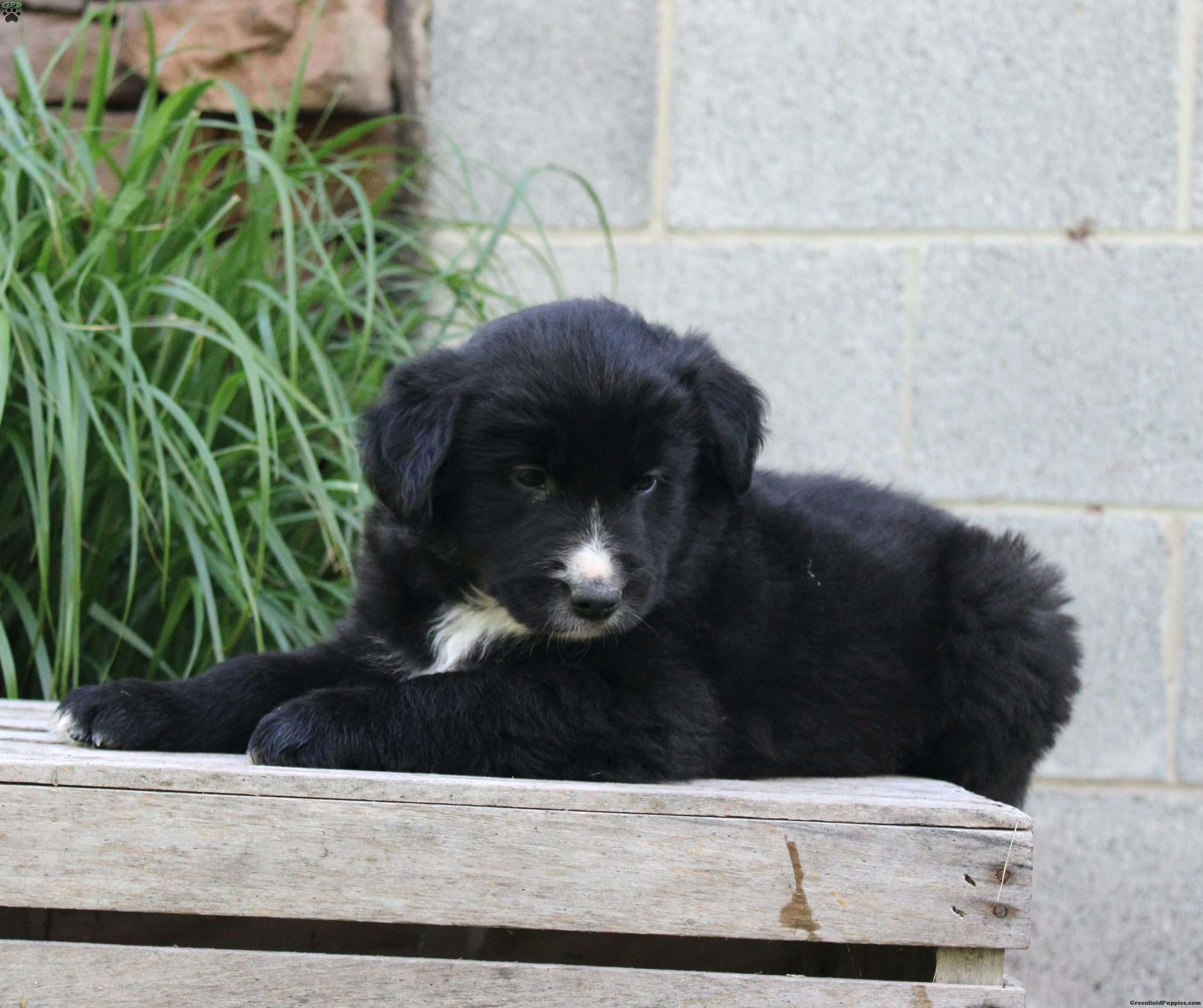 Freddy - Border Collie Mix Puppy For Sale in Pennsylvania