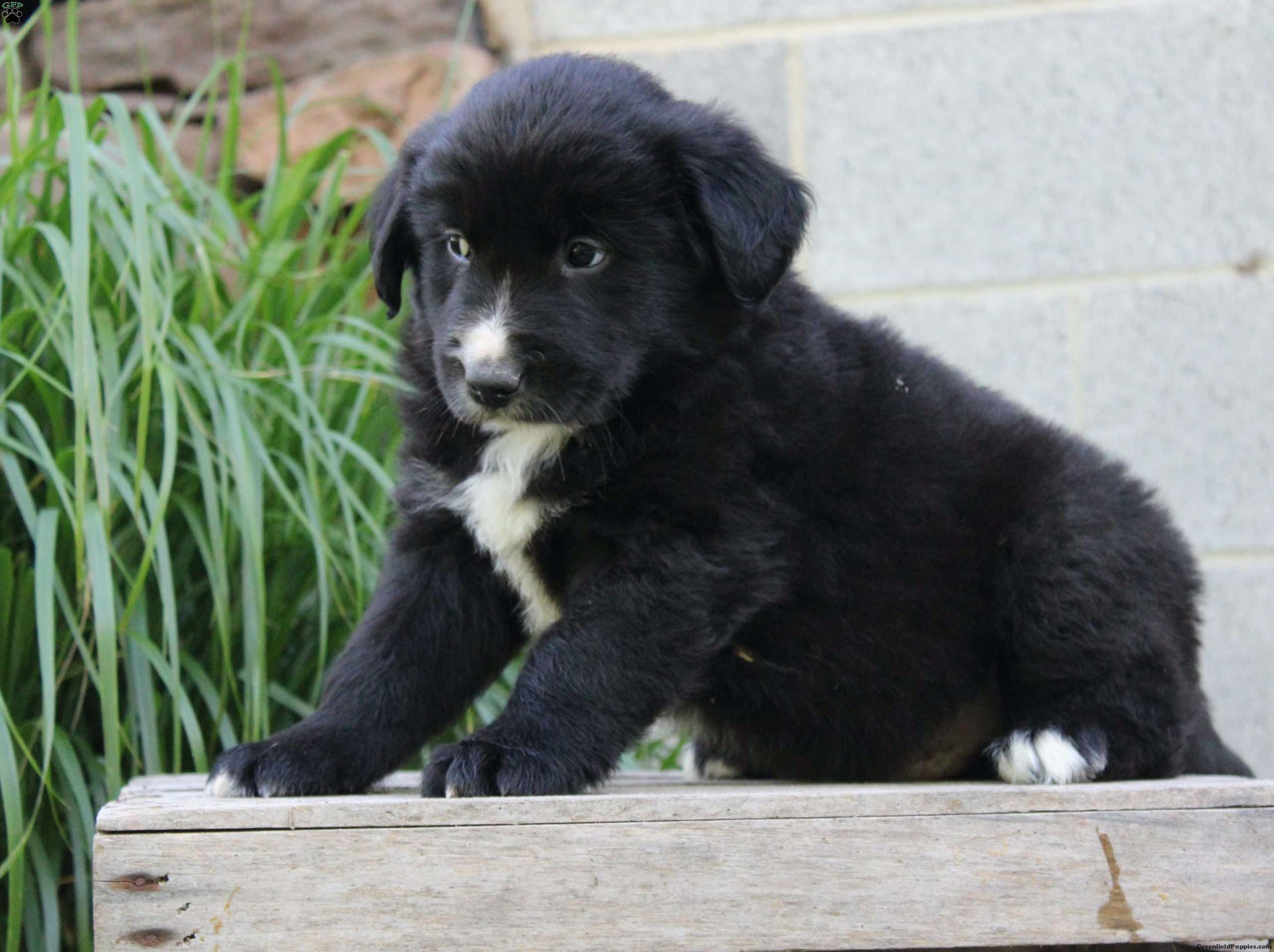 Freddy - Border Collie Mix Puppy For Sale in Pennsylvania