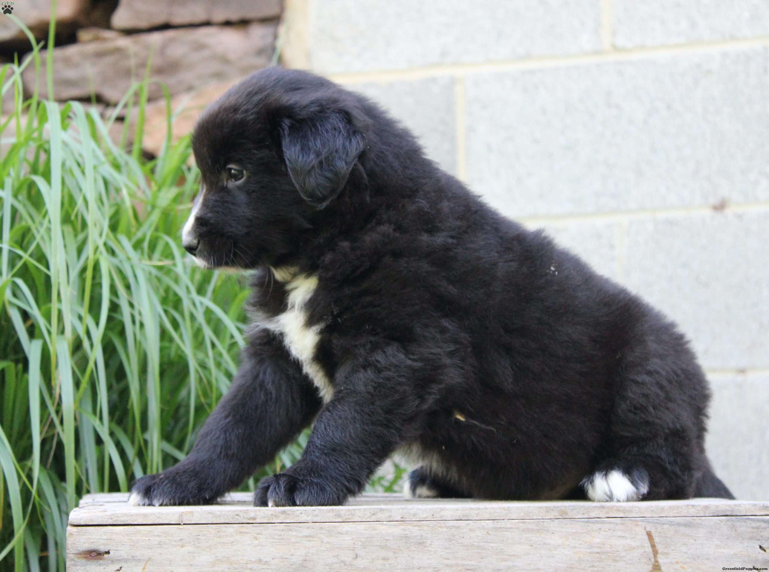 Freddy - Border Collie Mix Puppy For Sale in Pennsylvania