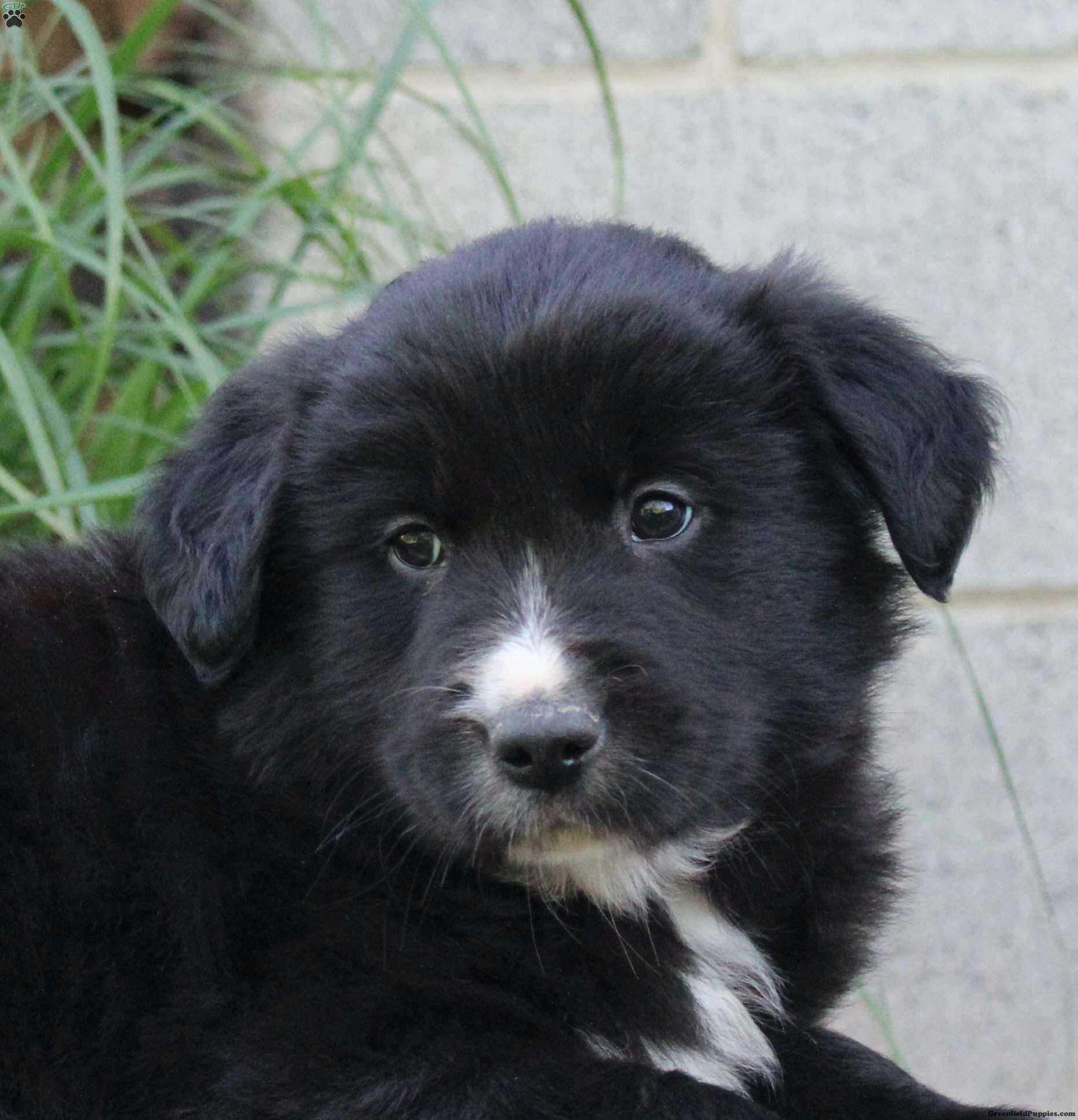 Freddy - Border Collie Mix Puppy For Sale in Pennsylvania