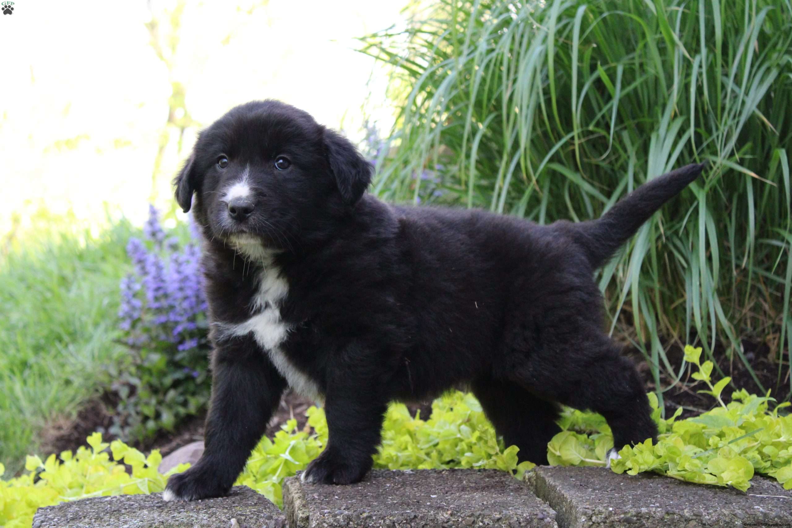 Freddy - Border Collie Mix Puppy For Sale in Pennsylvania