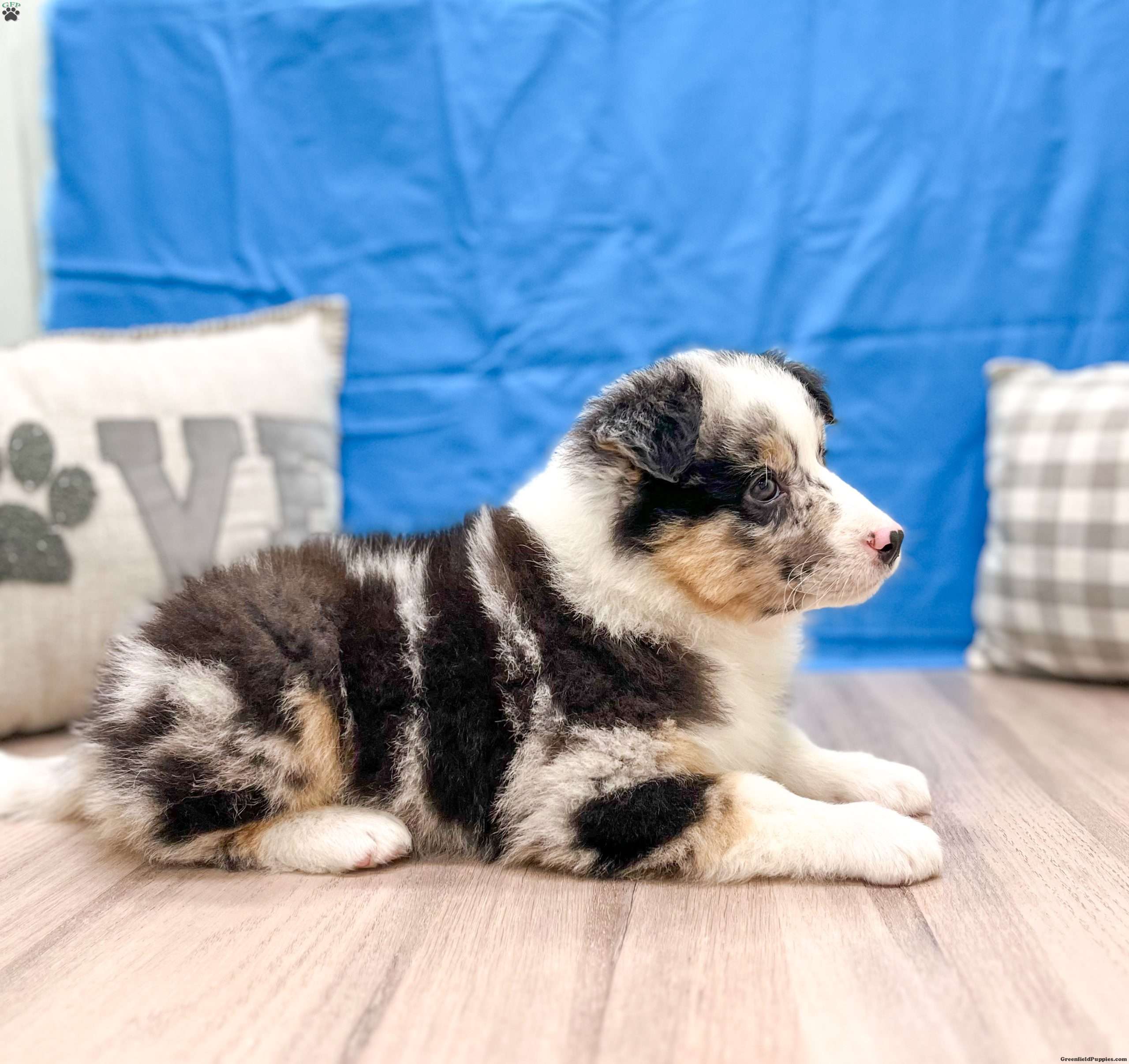 Fluffy - Australian Shepherd Puppy For Sale in Ohio