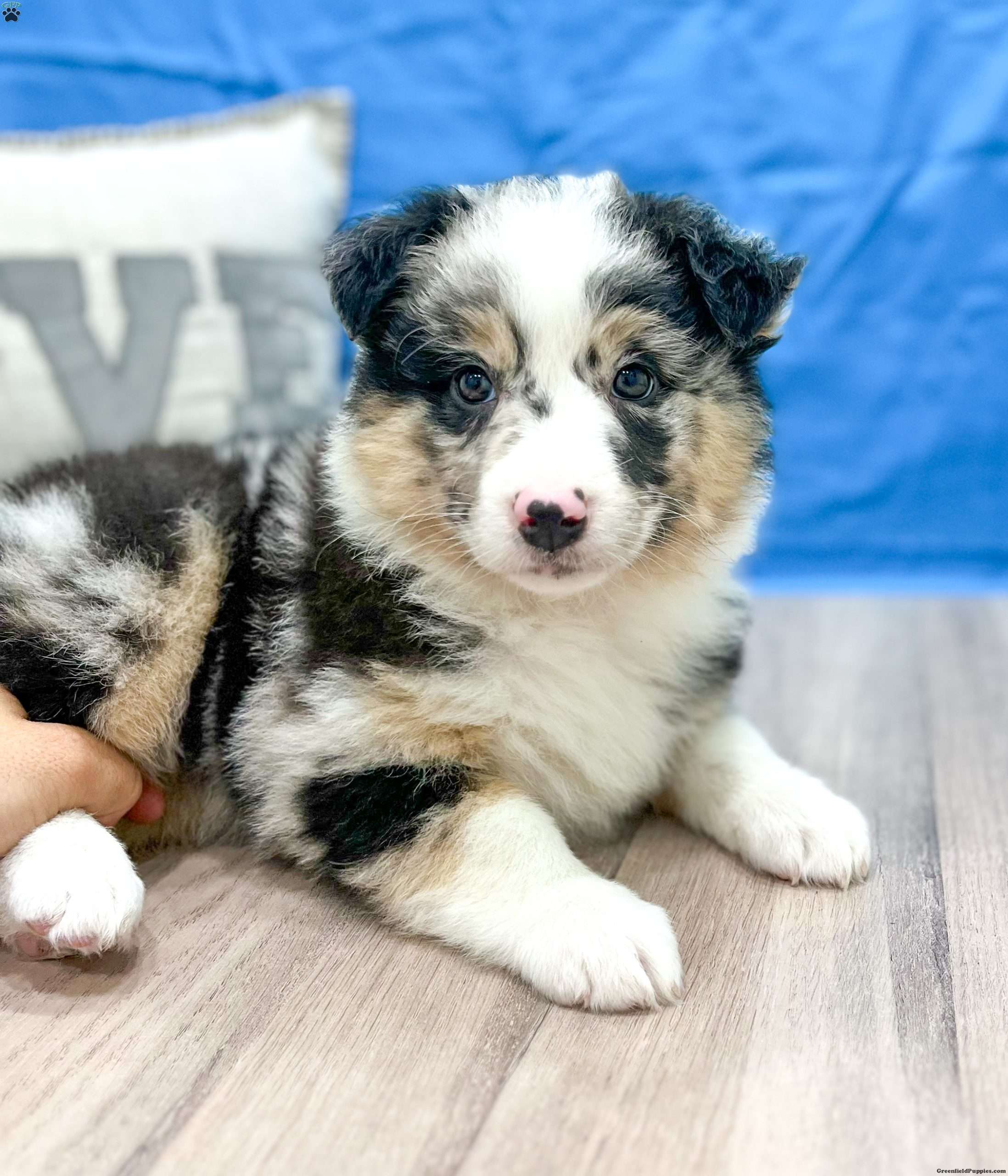 Fluffy - Australian Shepherd Puppy For Sale in Ohio