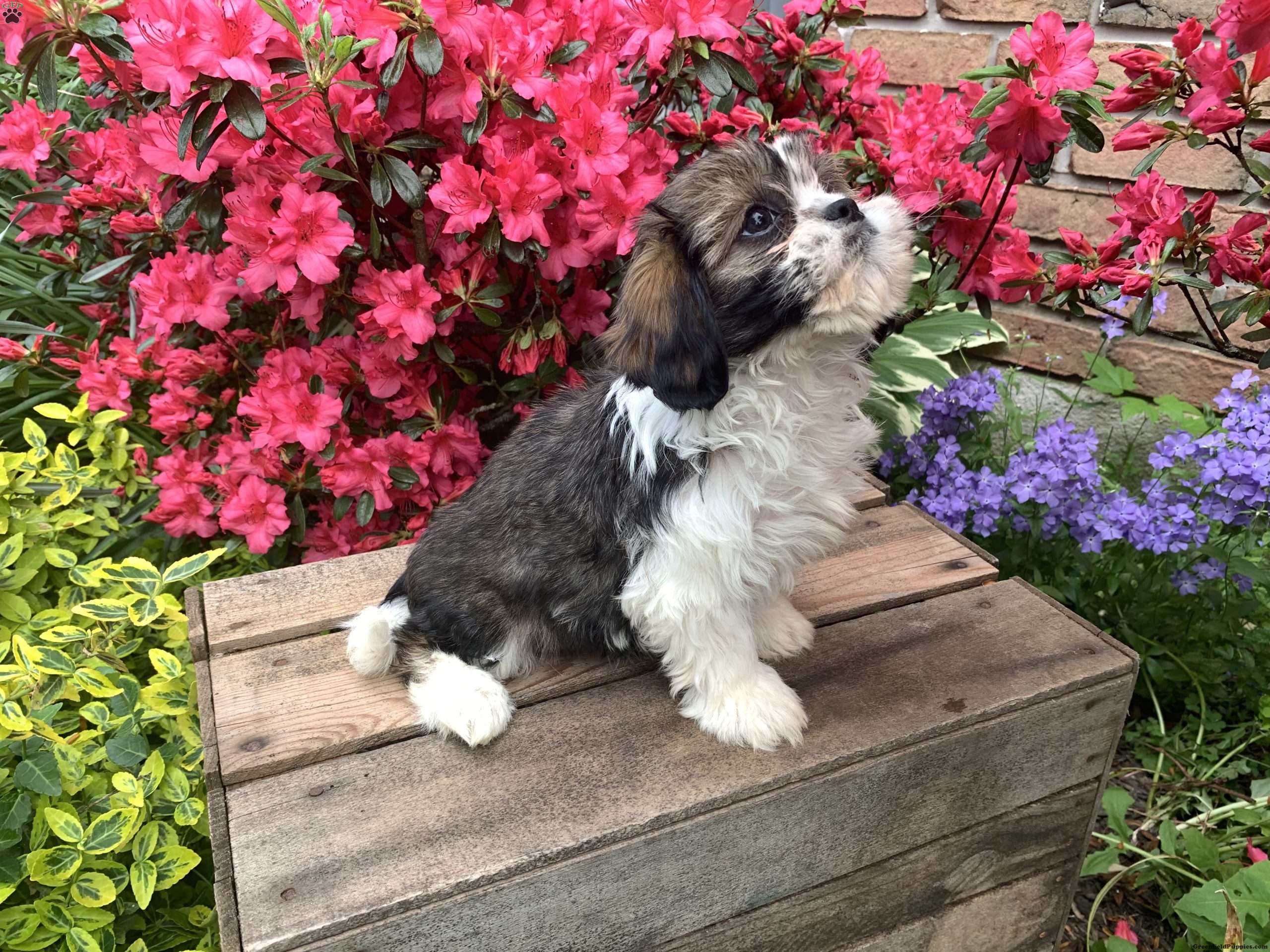 Lexi - Cava-Tzu Puppy For Sale in Pennsylvania