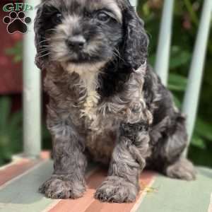 Cockapoo Puppies for Sale - Greenfield Puppies
