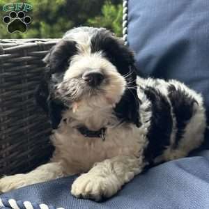 Springerdoodle Puppies for Sale | Greenfield Puppies
