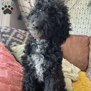 Springerdoodle Puppies for Sale | Greenfield Puppies
