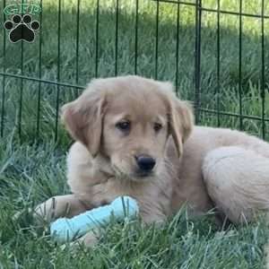 Golden Retriever Puppies For Sale - Greenfield Puppies