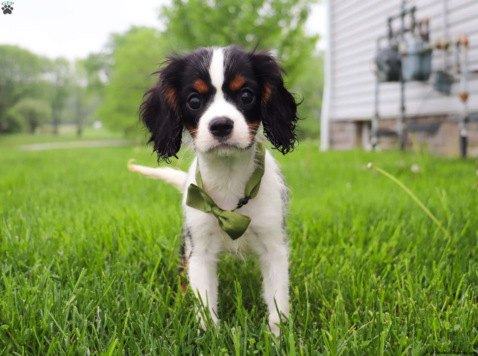 Jace - Cavalier King Charles Spaniel Puppy For Sale in Ohio