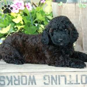 Springerdoodle Puppies for Sale | Greenfield Puppies