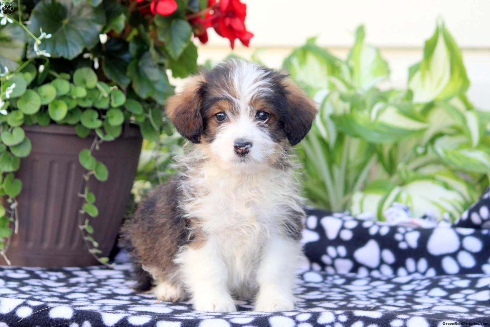 Jasper - Corgipoo Puppy For Sale in Pennsylvania