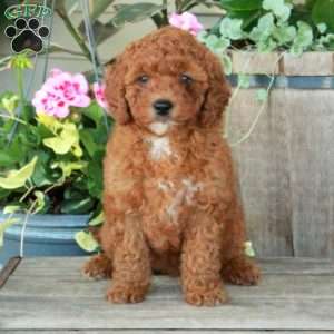Springerdoodle Puppies for Sale | Greenfield Puppies