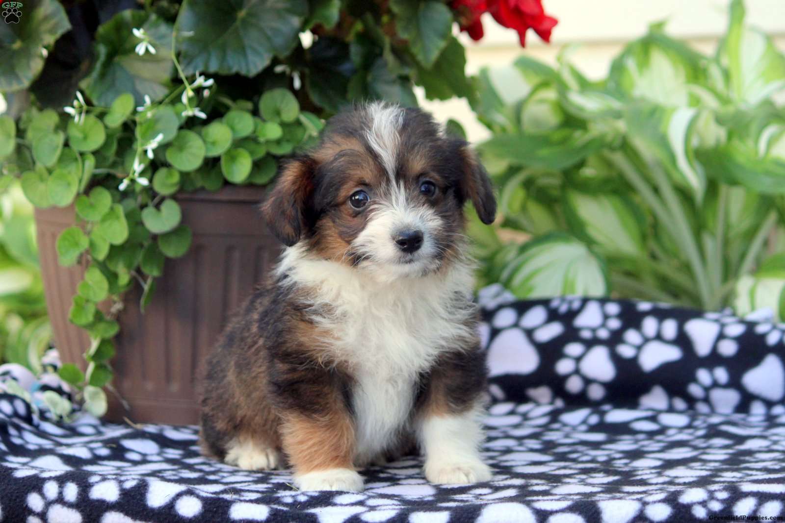 Juniper - Corgipoo Puppy For Sale in Pennsylvania