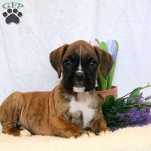 Boxer Puppies For Sale - Greenfield Puppies