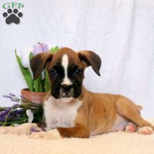 Boxer Puppies For Sale - Greenfield Puppies