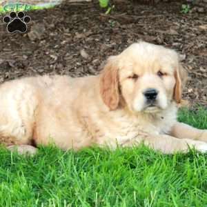 Enos King - Greenfield Puppies