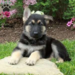 German Shepherd Puppies For Sale - Greenfield Puppies