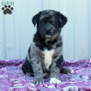 Labrador Mix Puppies For Sale | Greenfield Puppies