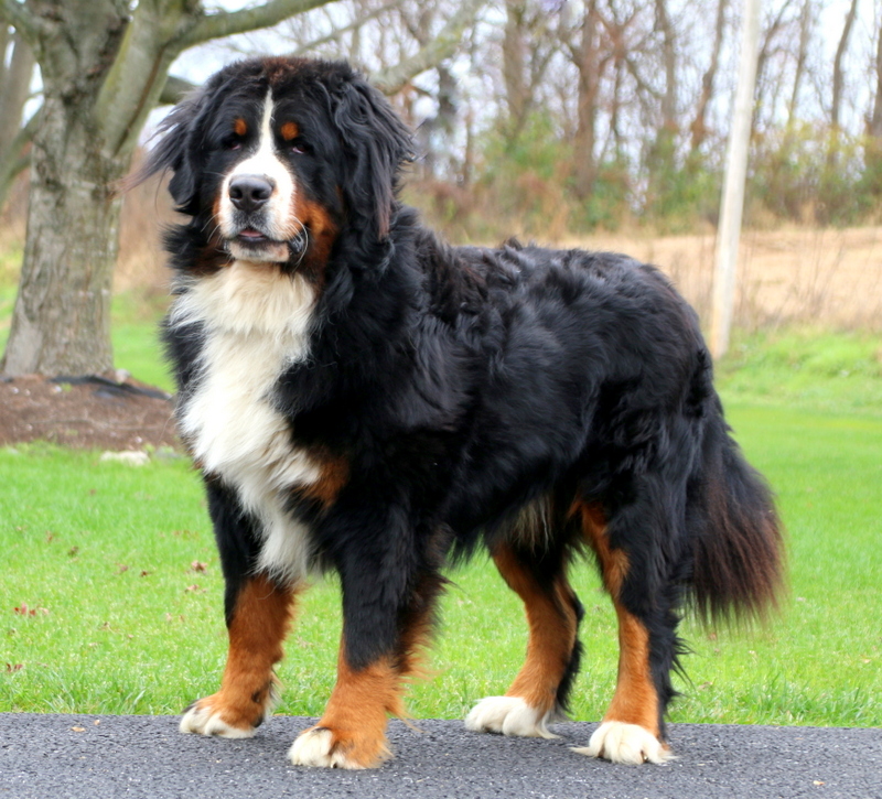 Kathy - Bernese Mountain Dog Puppy For Sale in Pennsylvania
