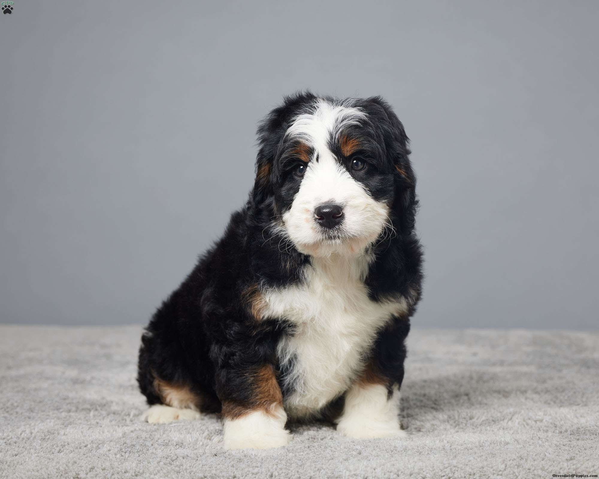 Mike - Mini Bernedoodle Puppy For Sale in Ohio