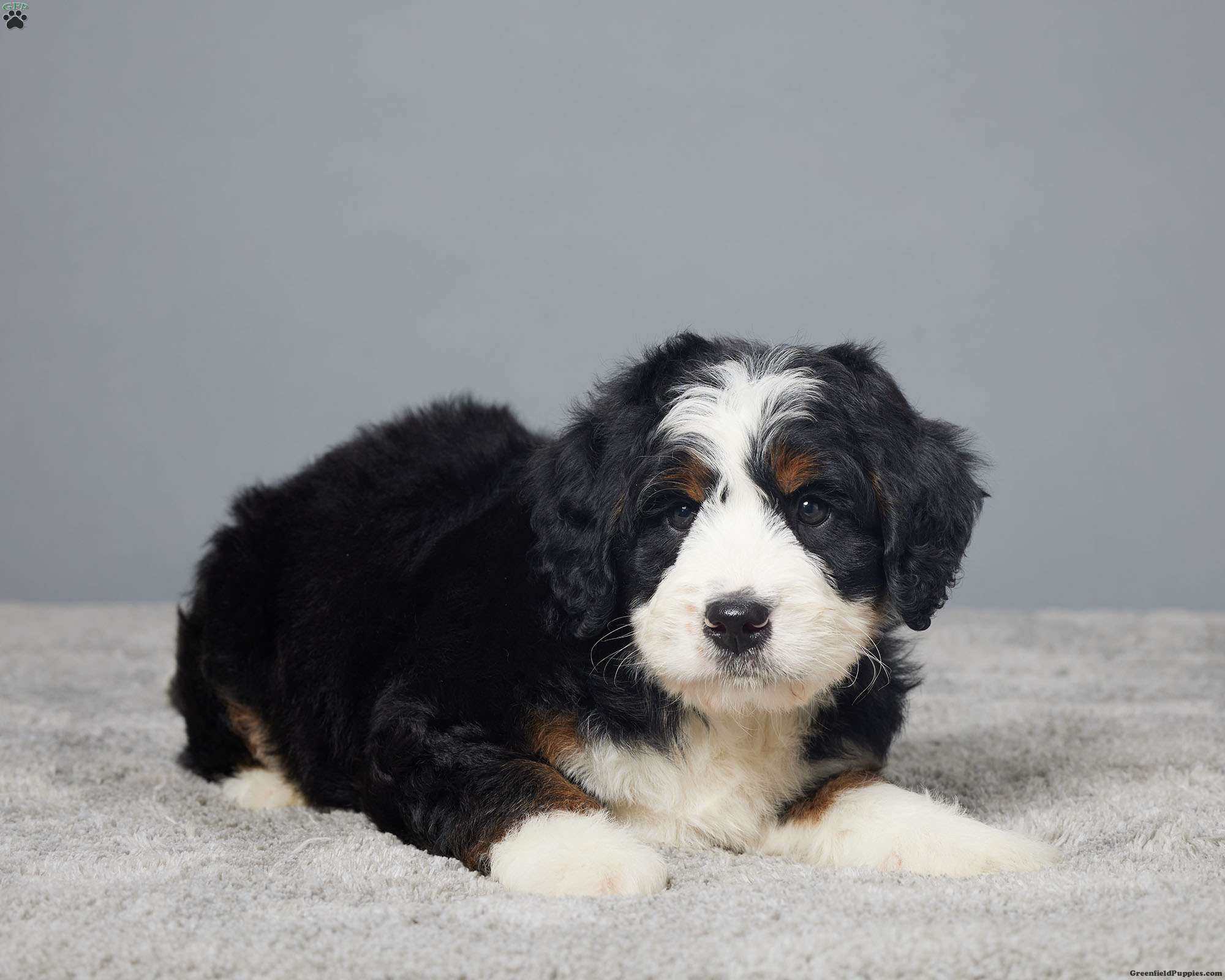 Mike - Mini Bernedoodle Puppy For Sale in Ohio
