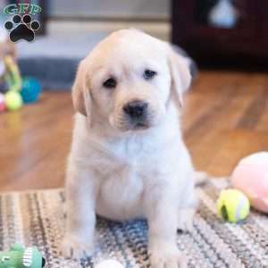 Yellow Labrador Retriever Puppies For Sale - Greenfield Puppies