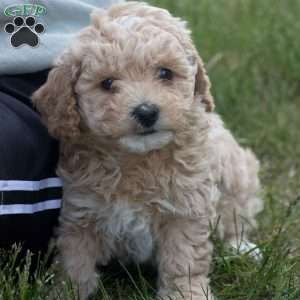 Bich-poo Puppies For Sale - Greenfield Puppies