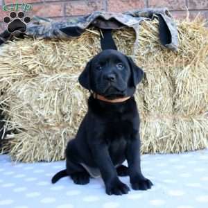 Black Labrador Retriever Puppies For Sale - Greenfield Puppies