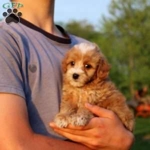 Matthew Stoltzfus - Dog Breeder