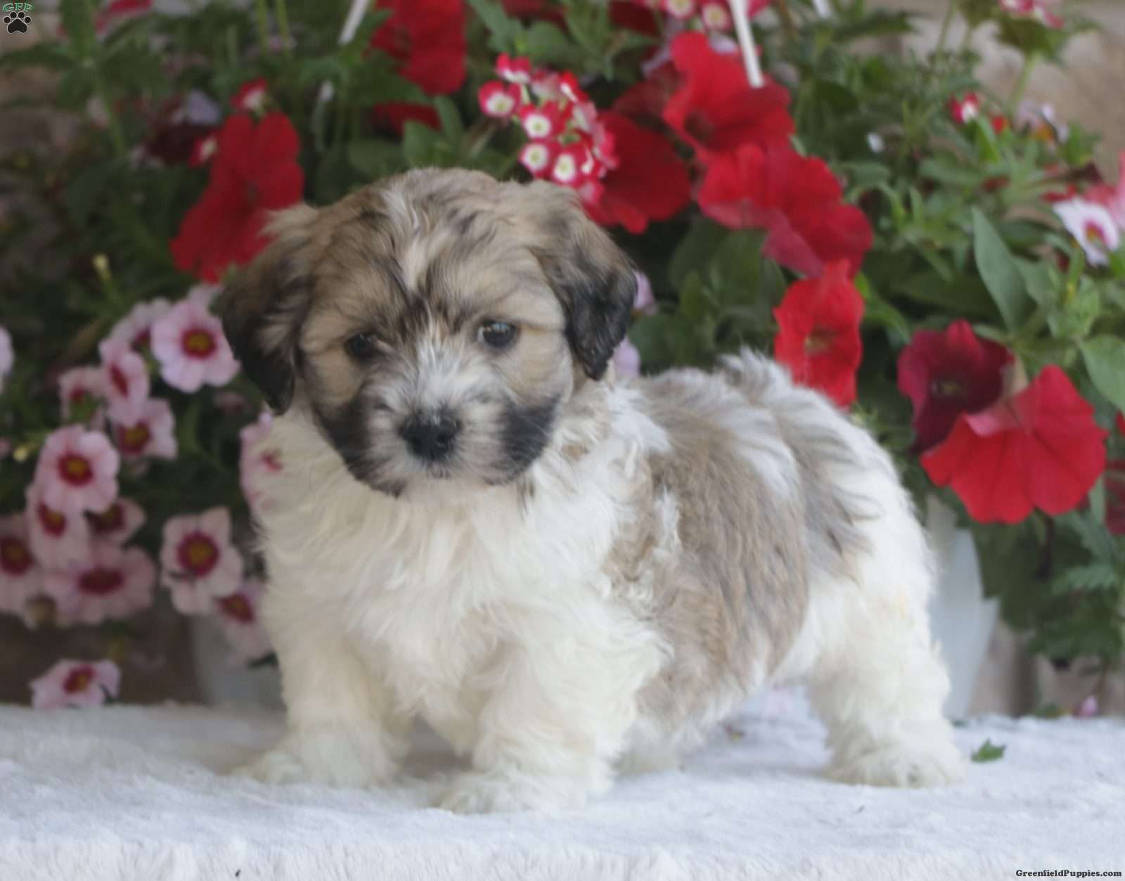 Riley - Havachon Puppy For Sale in Pennsylvania