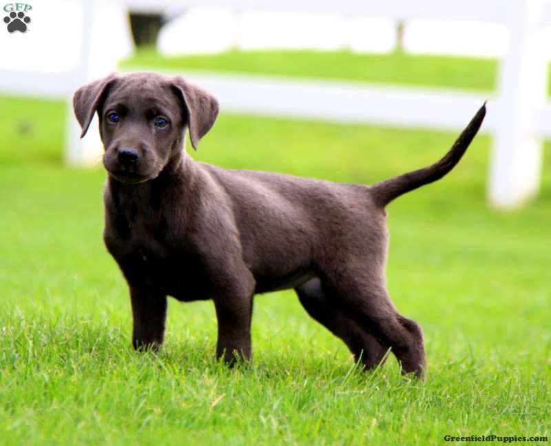 Rilynn - Charcoal Labrador Retriever Puppy For Sale in Pennsylvania