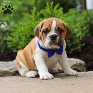 Beabull Puppies For Sale | Greenfield Puppies